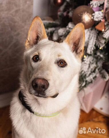 Очаровательный Чарли ищет семью