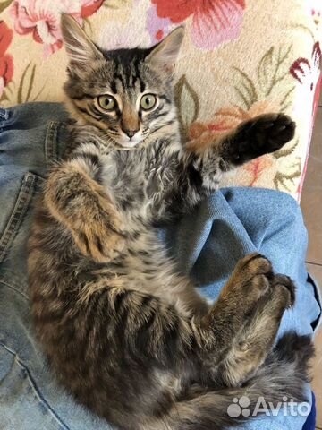 Отдам котенка в добрые руки