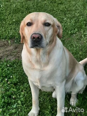 Лабрадор ищет подружку