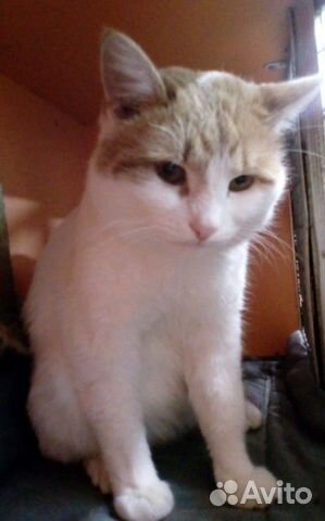 Ласковый и нежный зверь