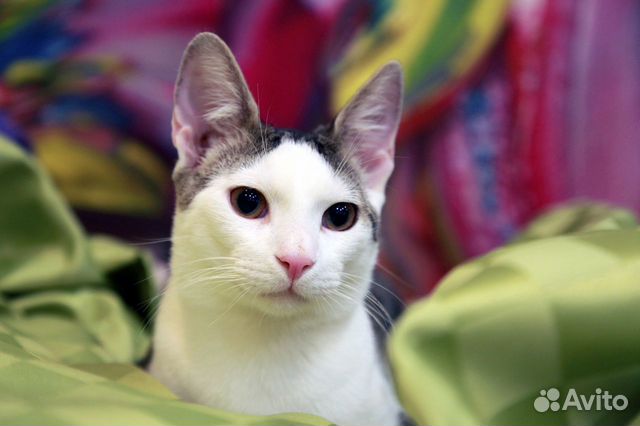 Космический котик