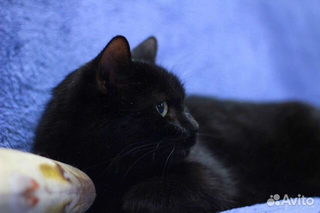 Кошки в добрые руки бесплатно