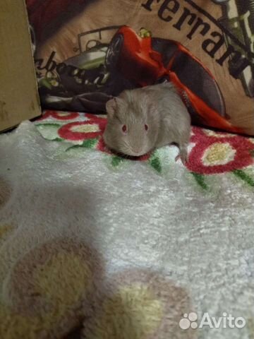 Морская свинка тексель