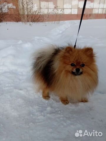 Померанский шпиц вязка кобель