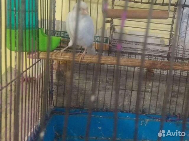 Канари и канарейки