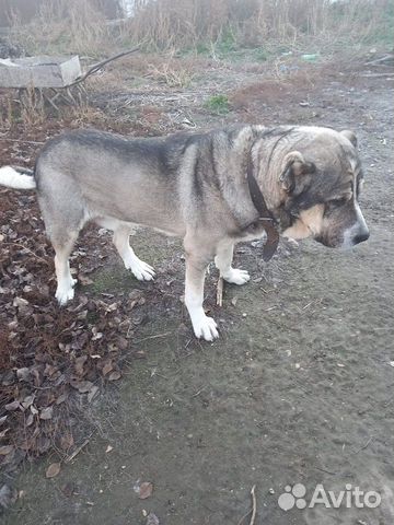 Кавказский волкодав