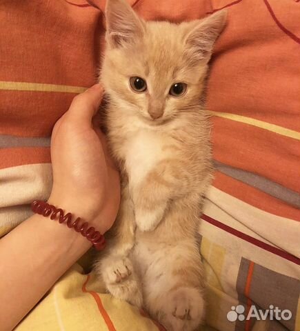 Котенок бежевая девочка