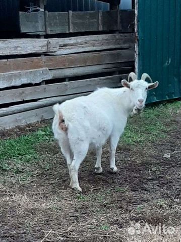 Коза дойная. Коза котная