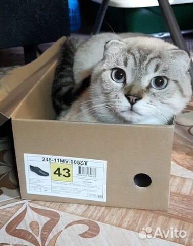 Вислоухий кот Вязка