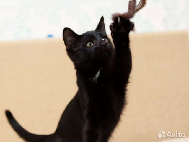Котята, котёнок нежная малышка в дар