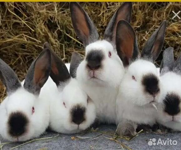 Кролик калифорния