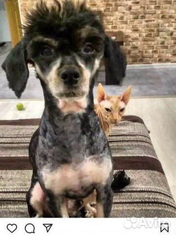 Потерялась собака пудель