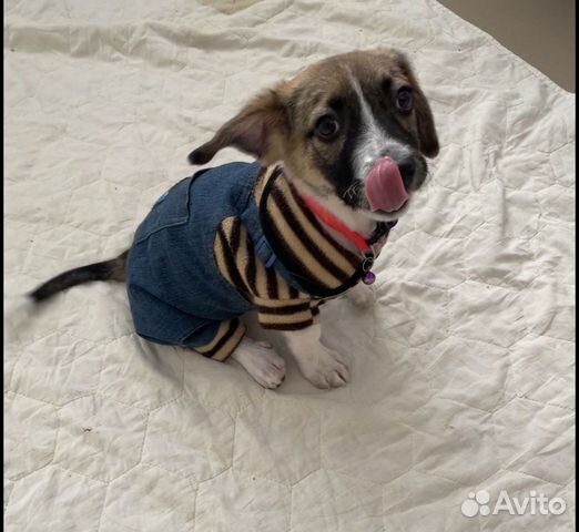 Щенки, собака, щенок