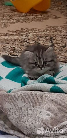Британская кошечка