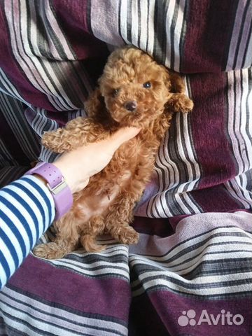 Мальтипу Ред Браун