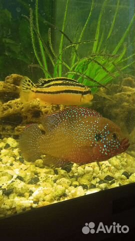 Меланохромис золотой