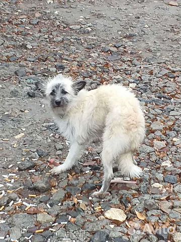 Щенок метис ищет дом передержку