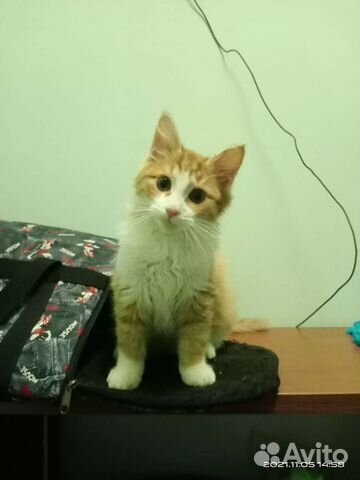 Котята сибирской кошки