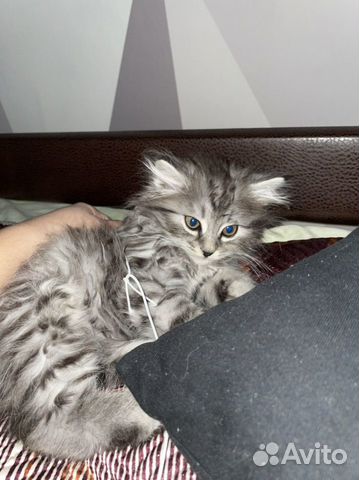Британский котенок