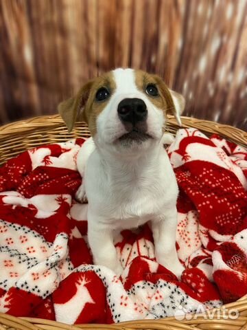 Щенок Джек Рассел Терьера мальчик