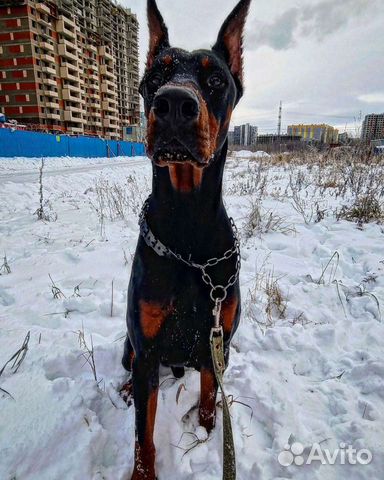 Доберман для вязки