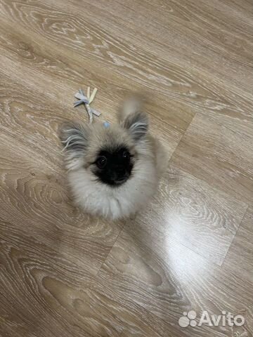 Щенки померанского шпица