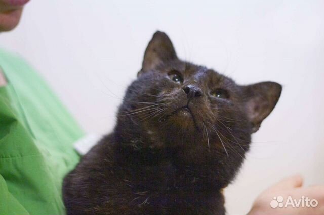 Кот Балу ищет дом
