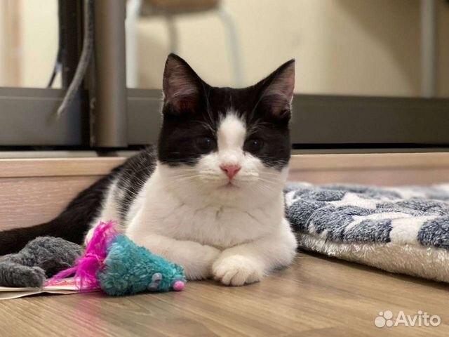 Очаровательный малыш ищет дом