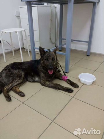 Бельгийская овчарка