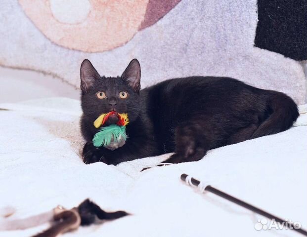 Изящная умница- кошечка в добрые руки