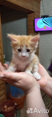 Кошечка,чистая дворянка