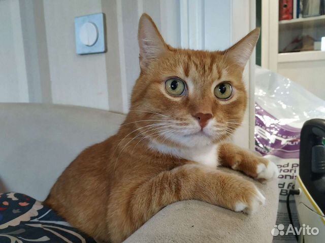 Шикарный огромный кот