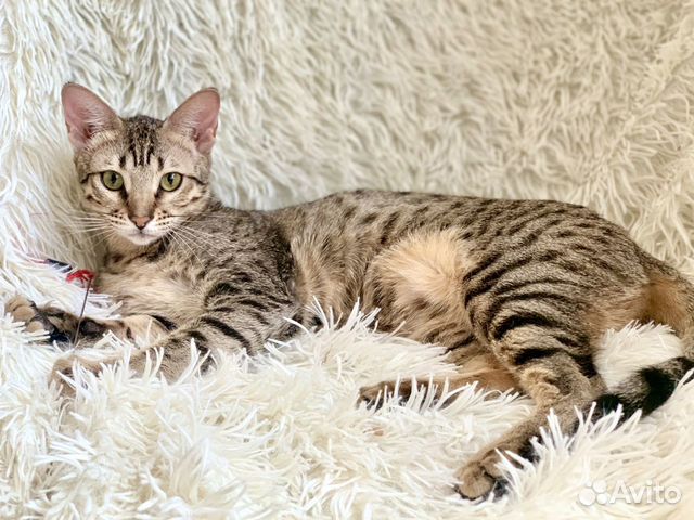 Котенок саванна