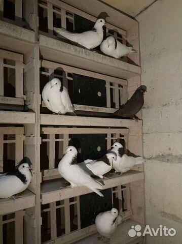 Голуби пермские. Гривуны. Сплошные