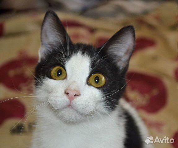 Котенок Эми жоет свою семью