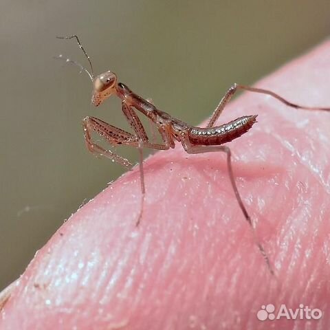 Нимфы богомола