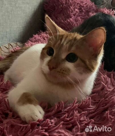 Котенок Кэти ищет маму