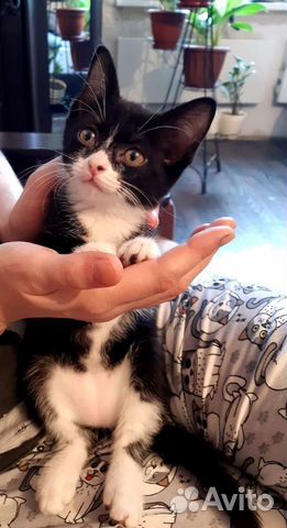 Кошки в добрые руки