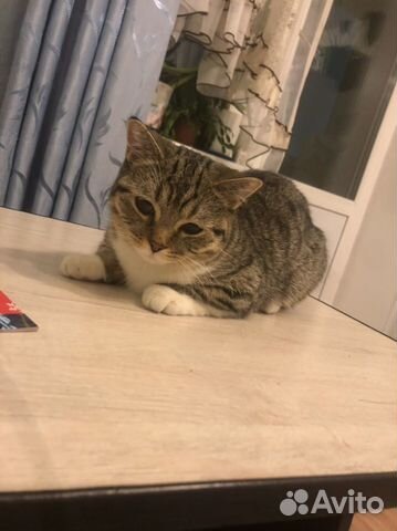 Кошка манчкин (породистая)