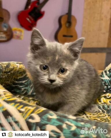 Котёнок