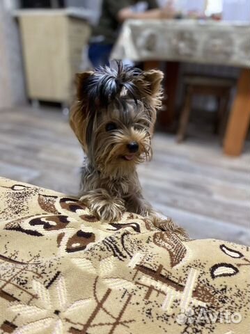 Йоркширский терьер