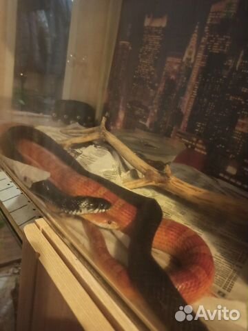 Маисовый полоз