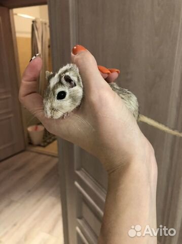 Песчанка 2 девочки