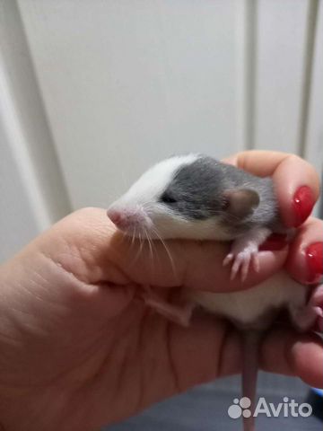 Крыса дамбо