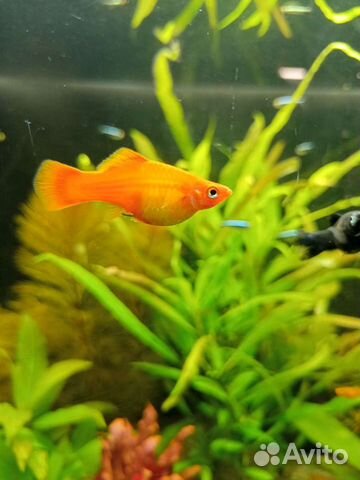 Рыбки Меченосцы