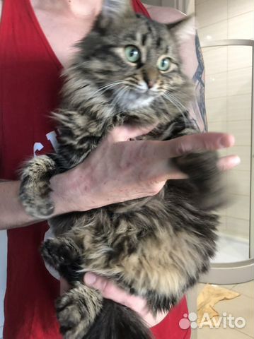 Сибирский котик бесплатно в добрые руки