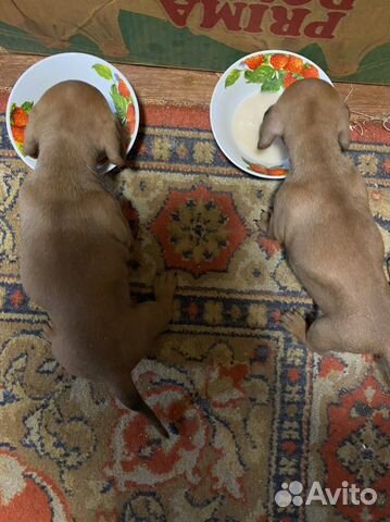 Щенки таксы