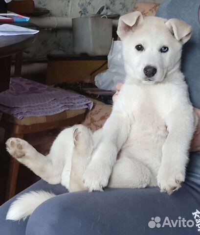 Беленький щеночек (девочка) - в добрые руки