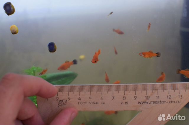 Мальки меченосцев красных