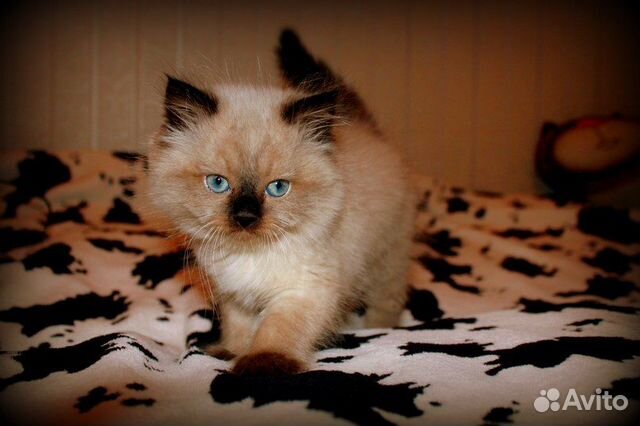 Котенок (мальчик) рэгдолл - один котенок